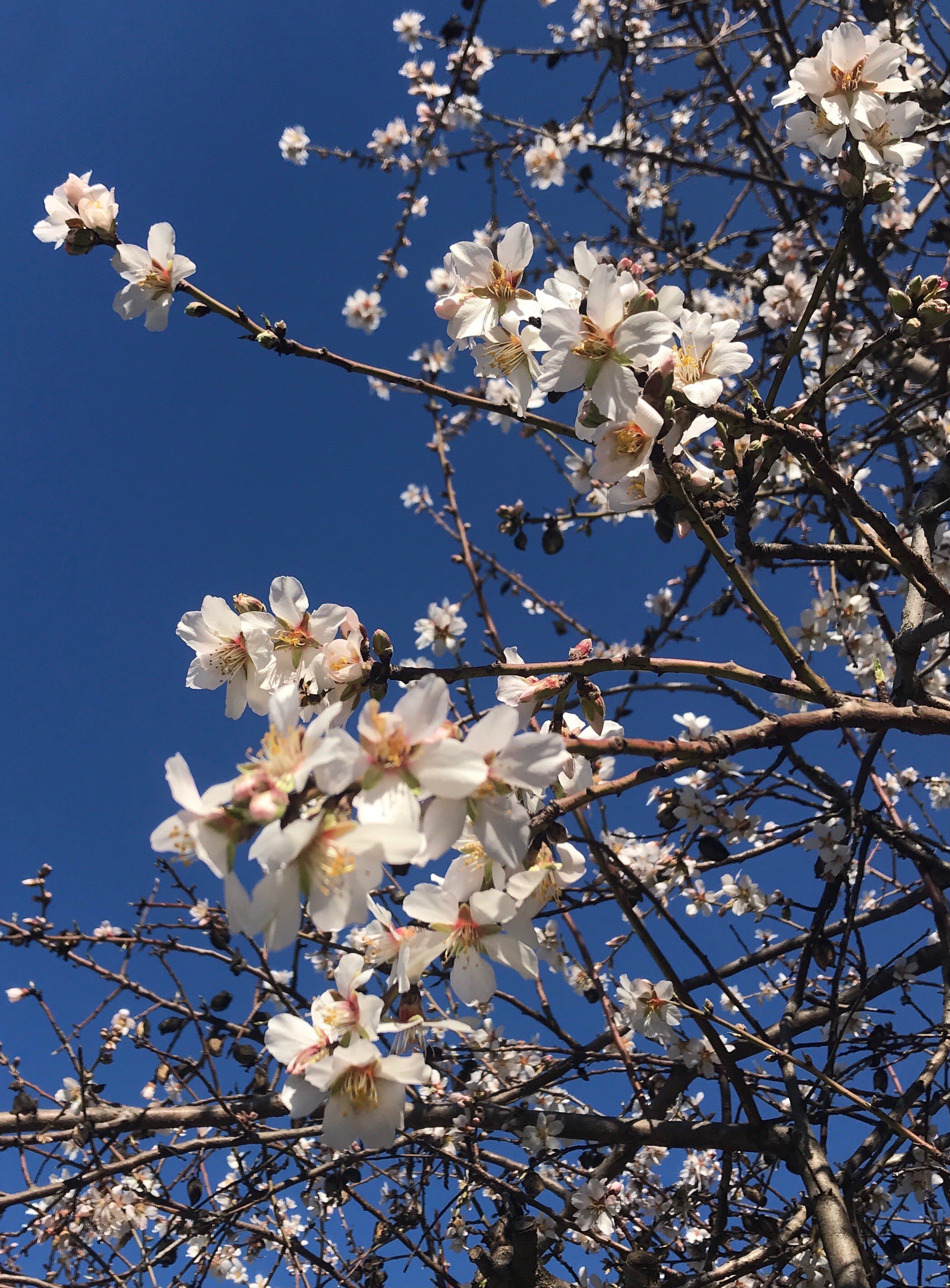 Garden Revival: Gallery